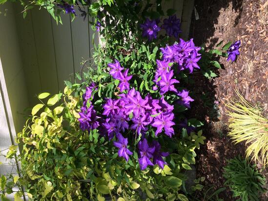 Spring Lotus Restaurant, Wenatchee - Restaurant menu, prices and reviews